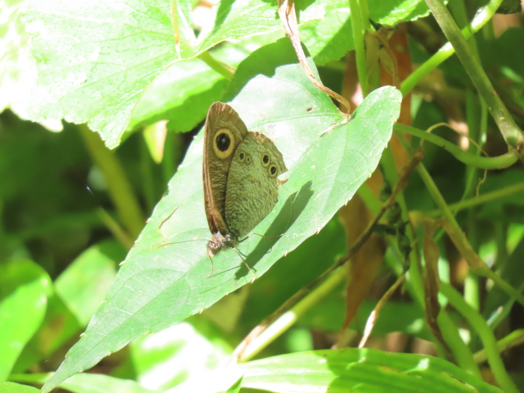 Malayan Five-ring from Kulon Progo Regency, Special Region of ...