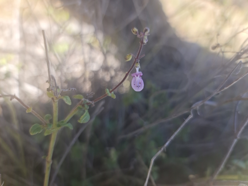 Vicks Plant from Merafong City Local Municipality, South Africa on May ...
