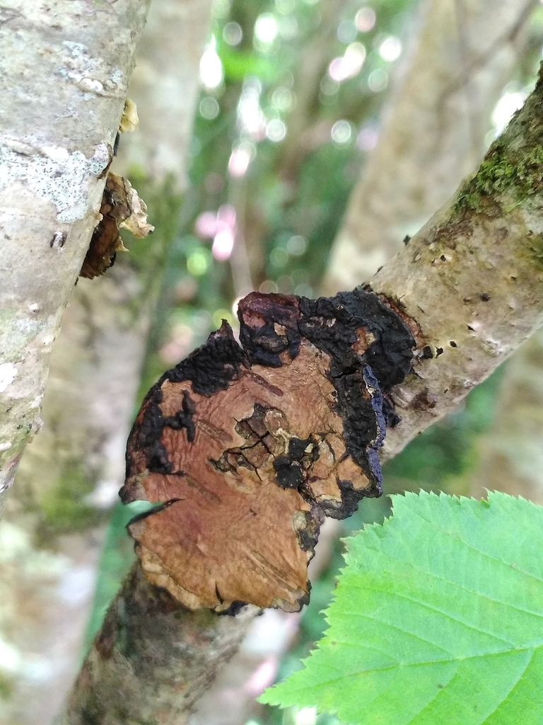 Fungi Including Lichens from Poulnalour, Carron, Co. Clare, Ireland on ...