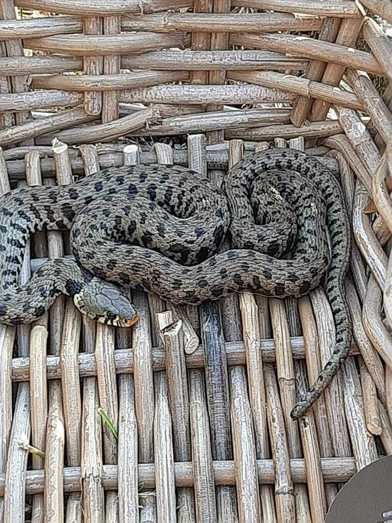 Italian barred grass snake from Municipio Roma IX, Roma RM, Italia on ...
