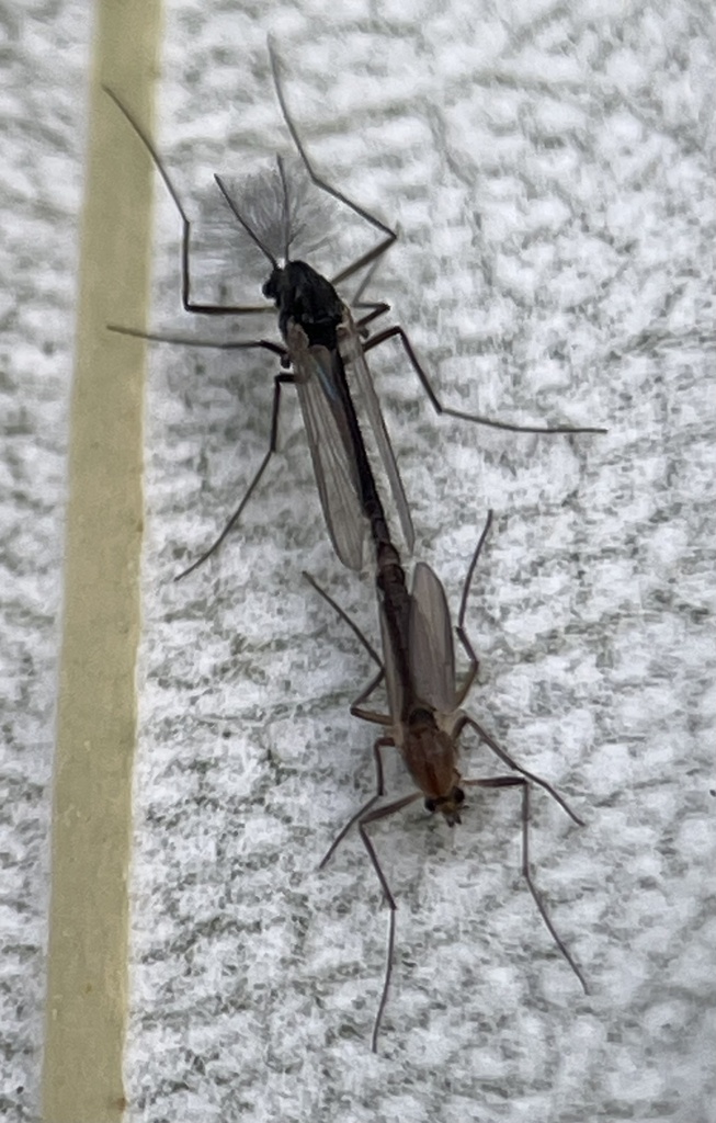 Non-biting Midges from Boundary Tk E, Frankston South, VIC, AU on May ...