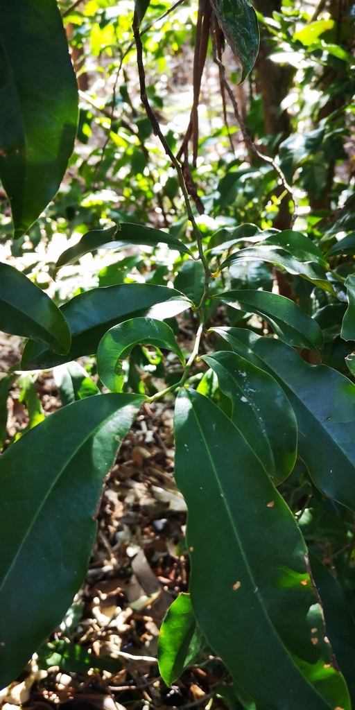 Bolwarra in May 2023 by richiehall · iNaturalist