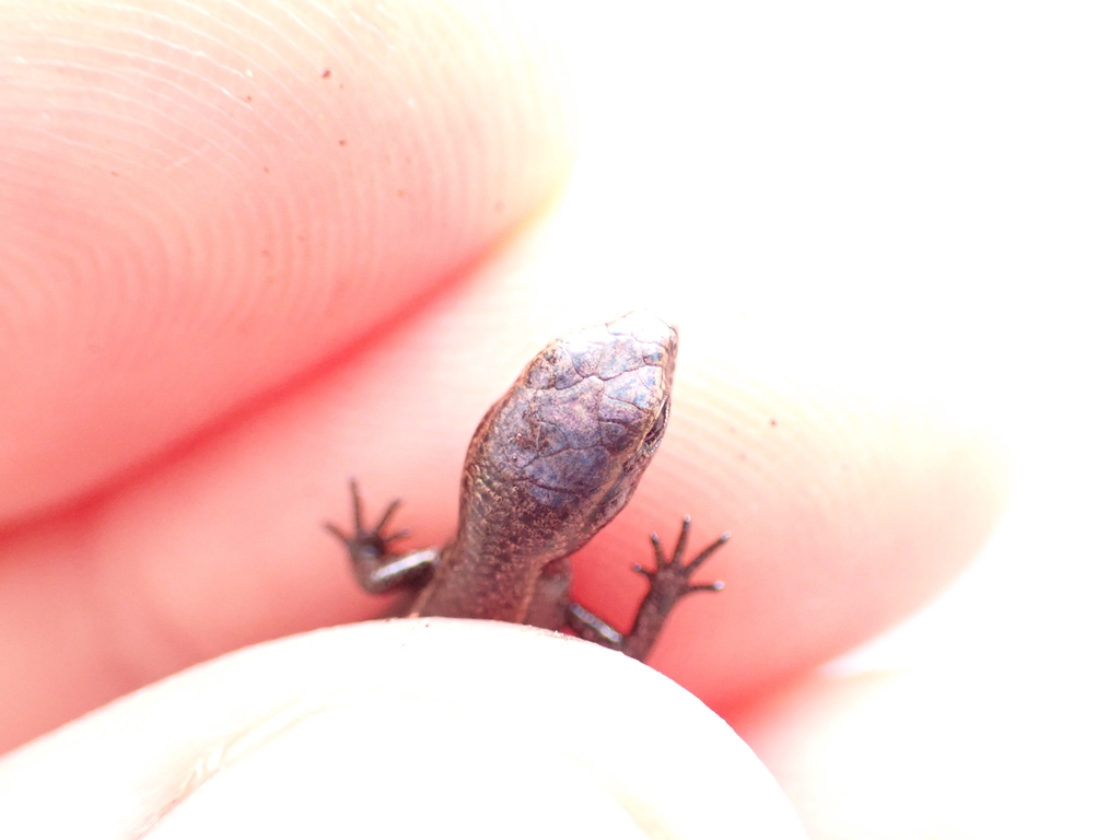 Delicate Garden Skink from Wyuna Bay 3581, New Zealand on May 29, 2023 ...
