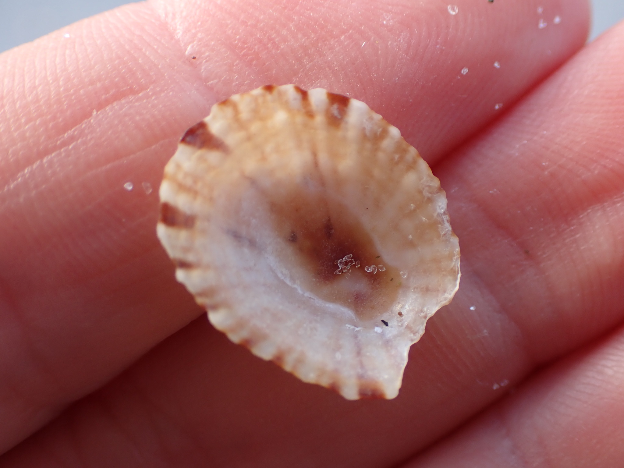 Cellana stellifera (Gmelin, 1791)