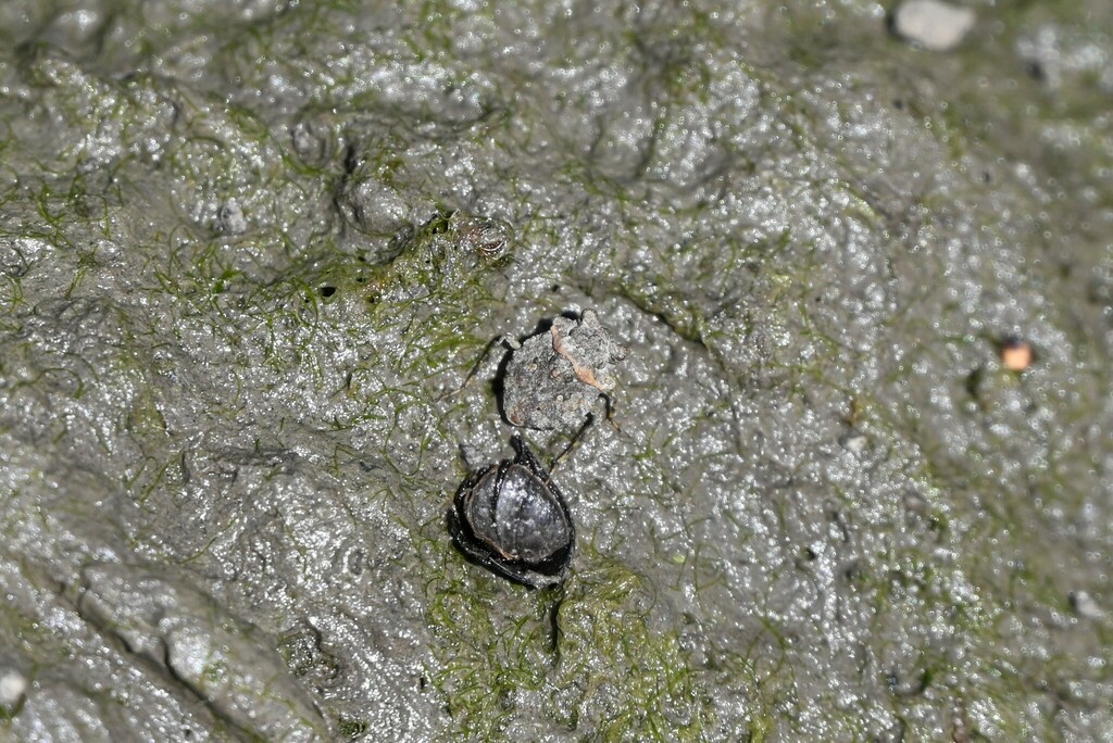 Big-eyed Toad Bug from Urbana, IL, USA on May 28, 2023 at 01:58 PM by ...