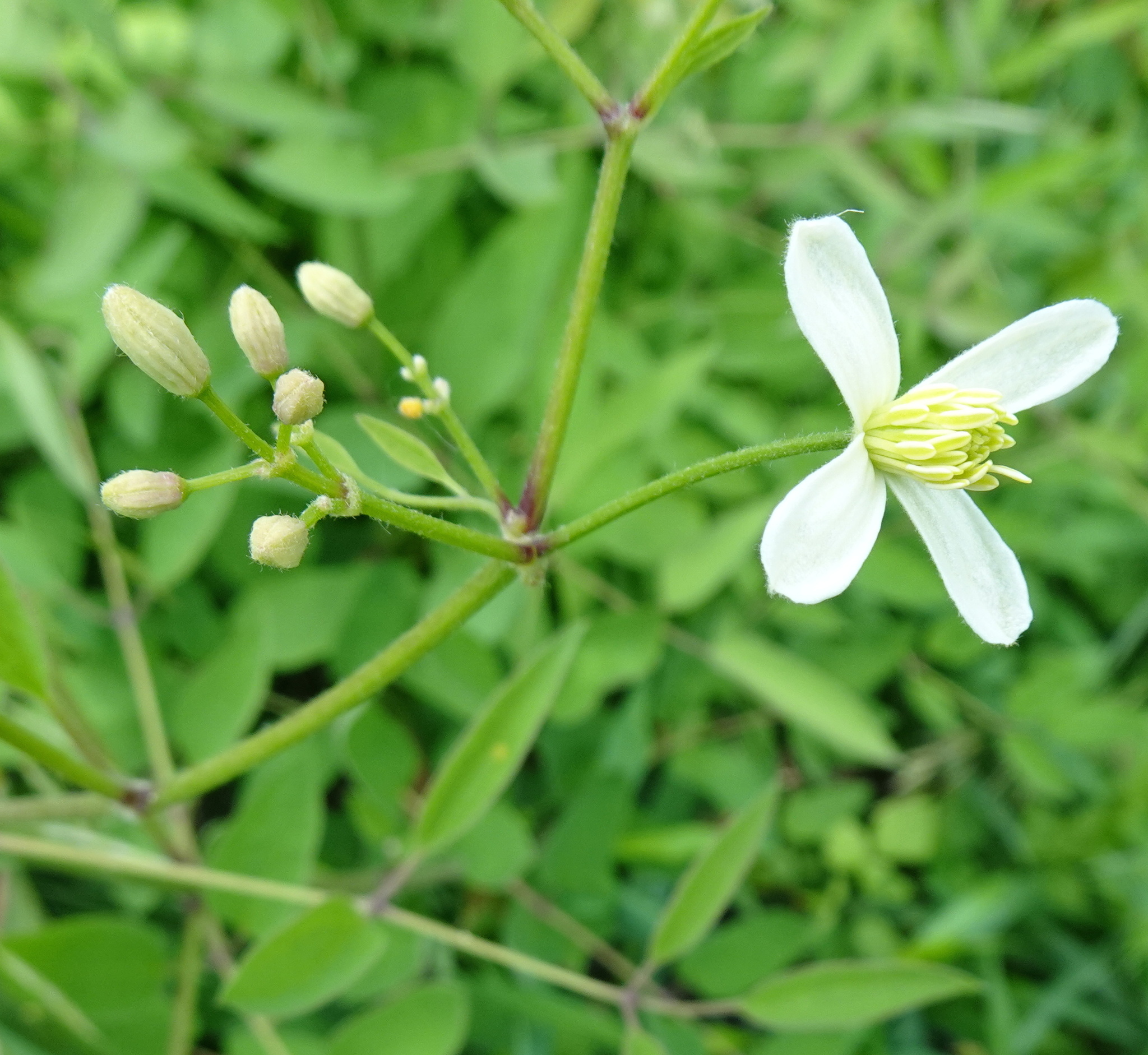 Clematis recta L.