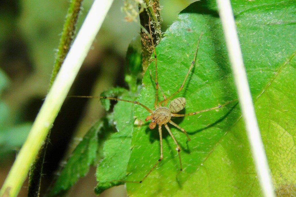 Spitting Spiders from Hoima, Ouganda on January 14, 2023 at 09:07 PM by ...