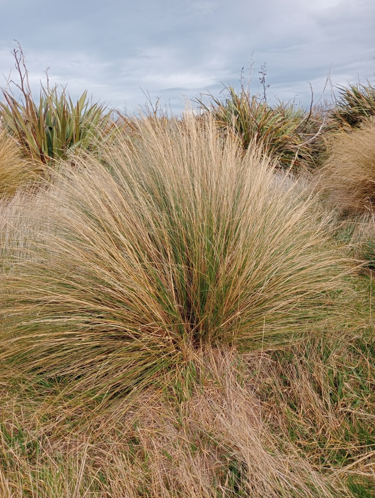 Chionochloa rigida rigida from 5FC9+CP, North Taieri 9010, New Zealand ...