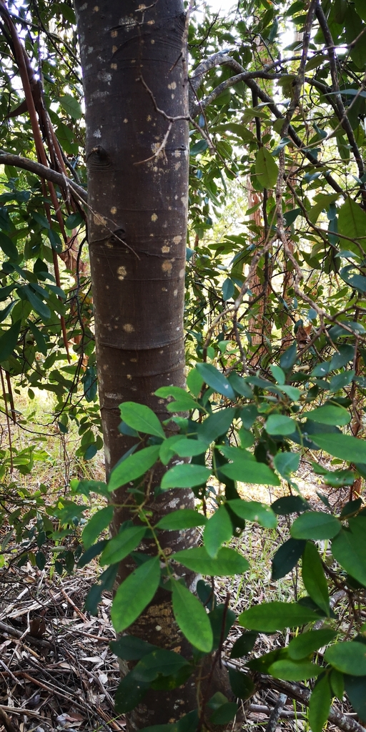 Guioa in May 2023 by richiehall · iNaturalist