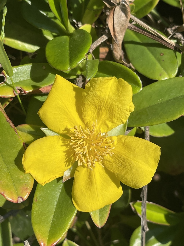 Climbing Guinea flower from Beach Rd, Newport, NSW, AU on May 29, 2023 ...
