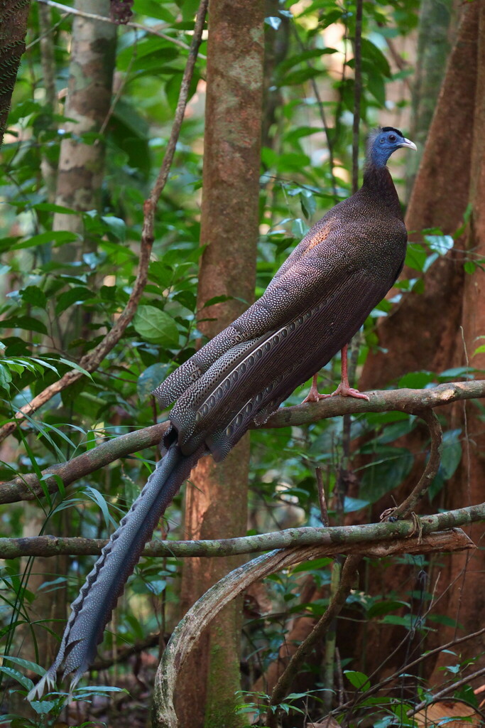 Great Argus in May 2023 by Alexander Gregory Mason · iNaturalist