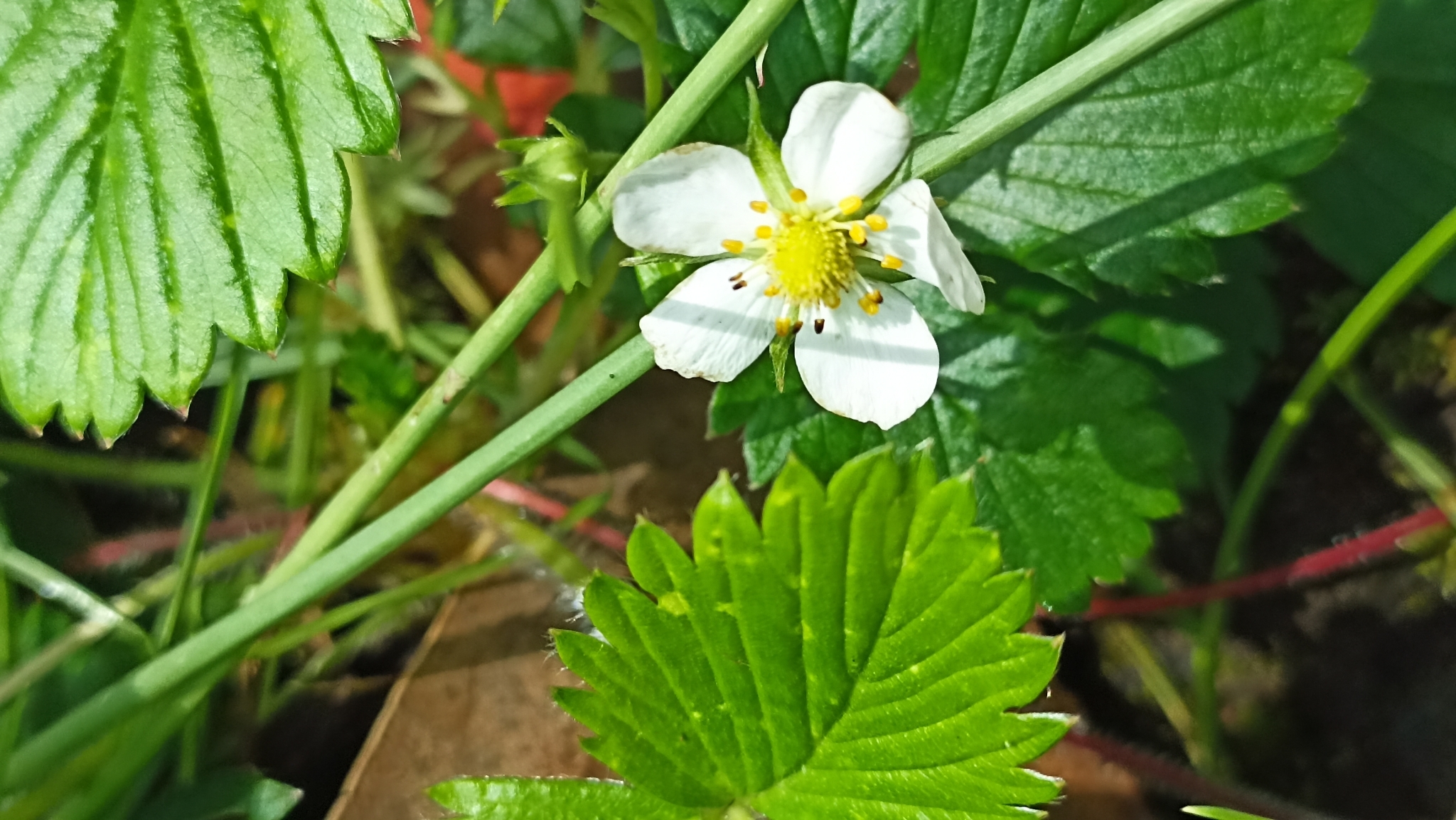 Fragaria vesca subsp. vesca