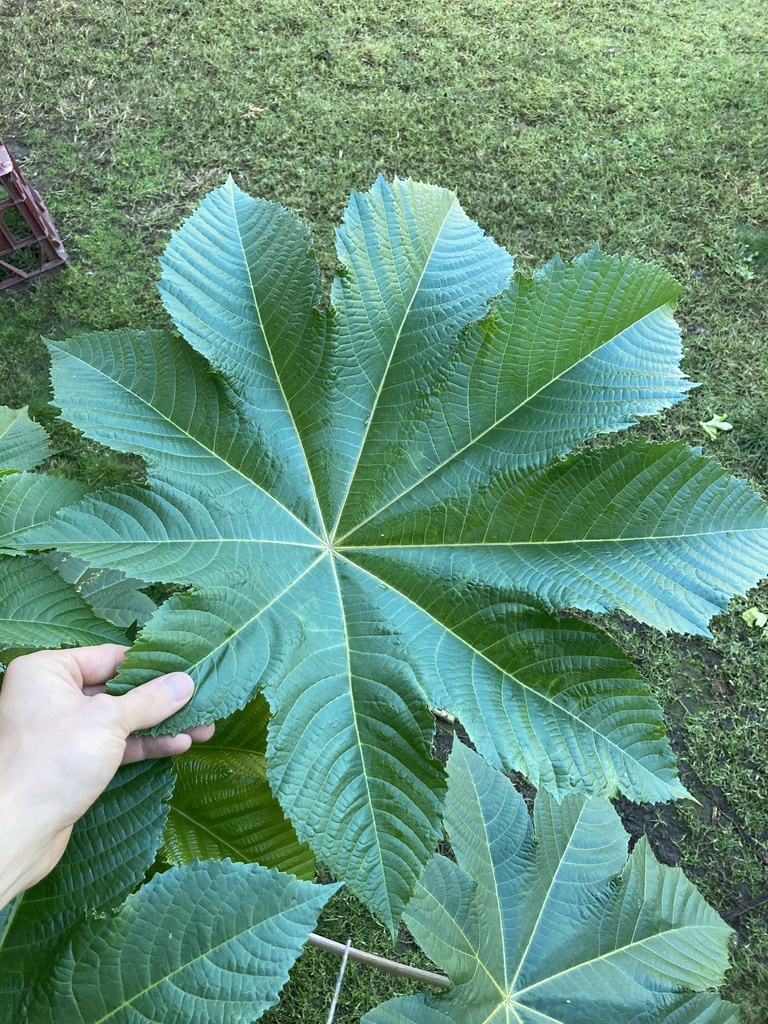 castor bean from Meadowbank Public School, Ryde, NSW, AU on May 27 ...