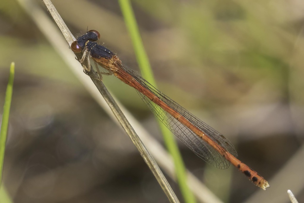 Eastern Red Damsel from Lacey Township, NJ, USA on May 22, 2023 at 01:58 PM by Nancy Watson ...