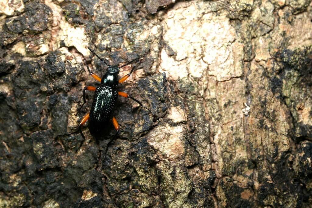 Strongylium erythrocephalum from Sheung Shui, Hong Kong on May 20, 2023 ...