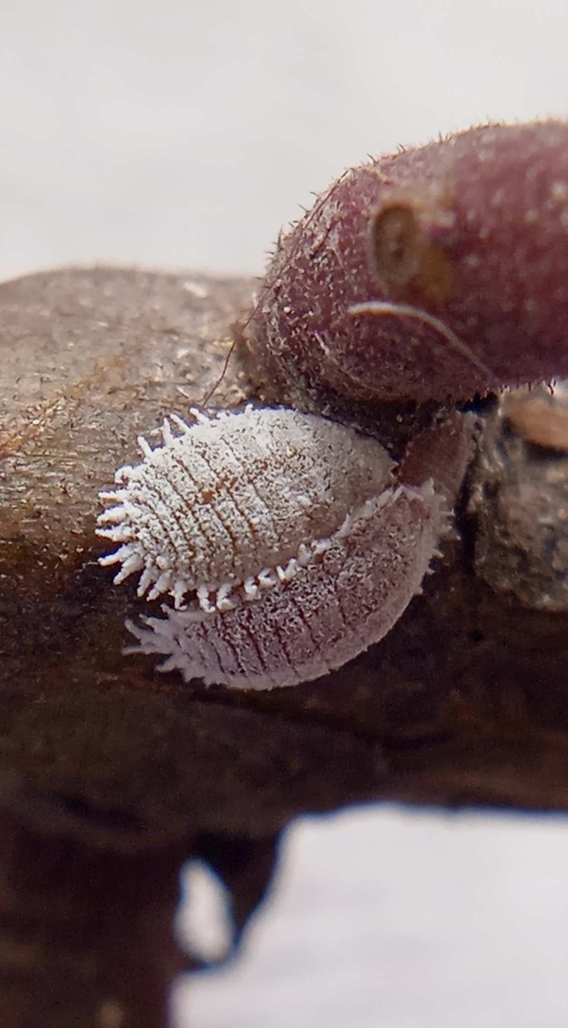 Planococcus citri (Risso, 1813)