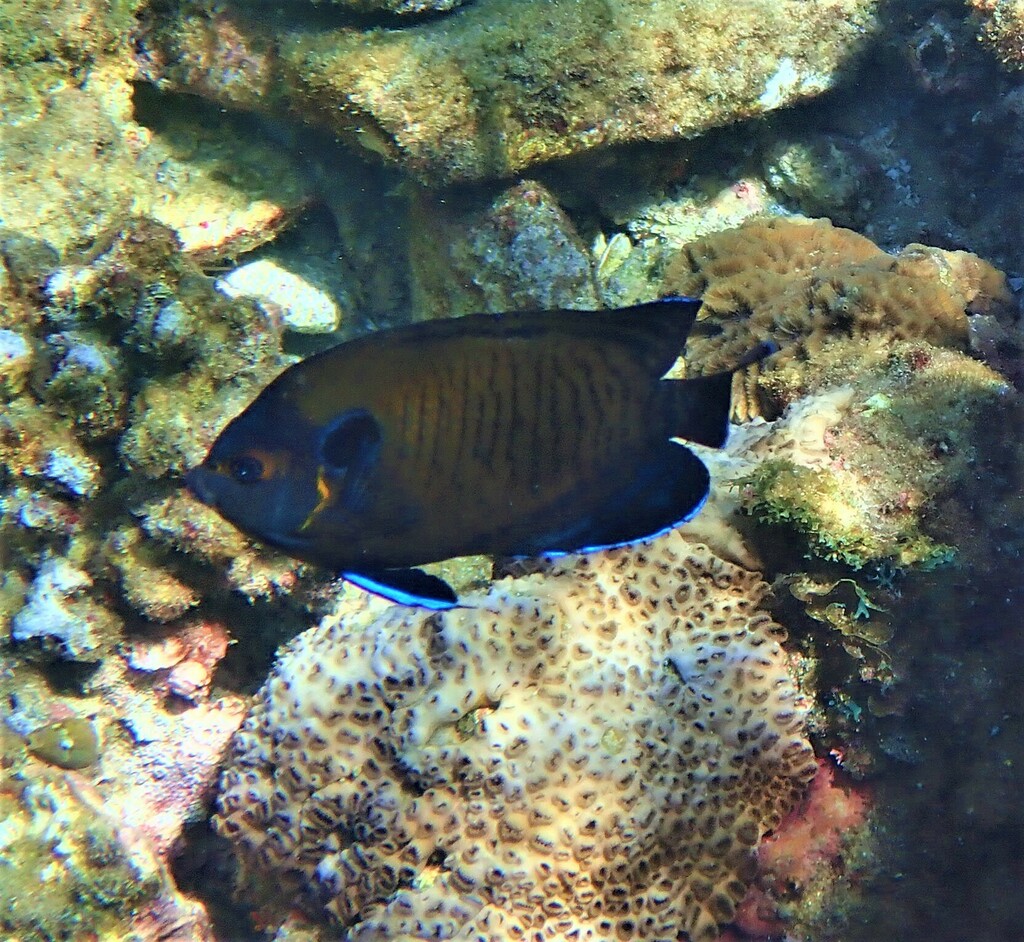 Brown Pygmy Angelfish from Lighthouse Reef, Paindane, Jangamo ...
