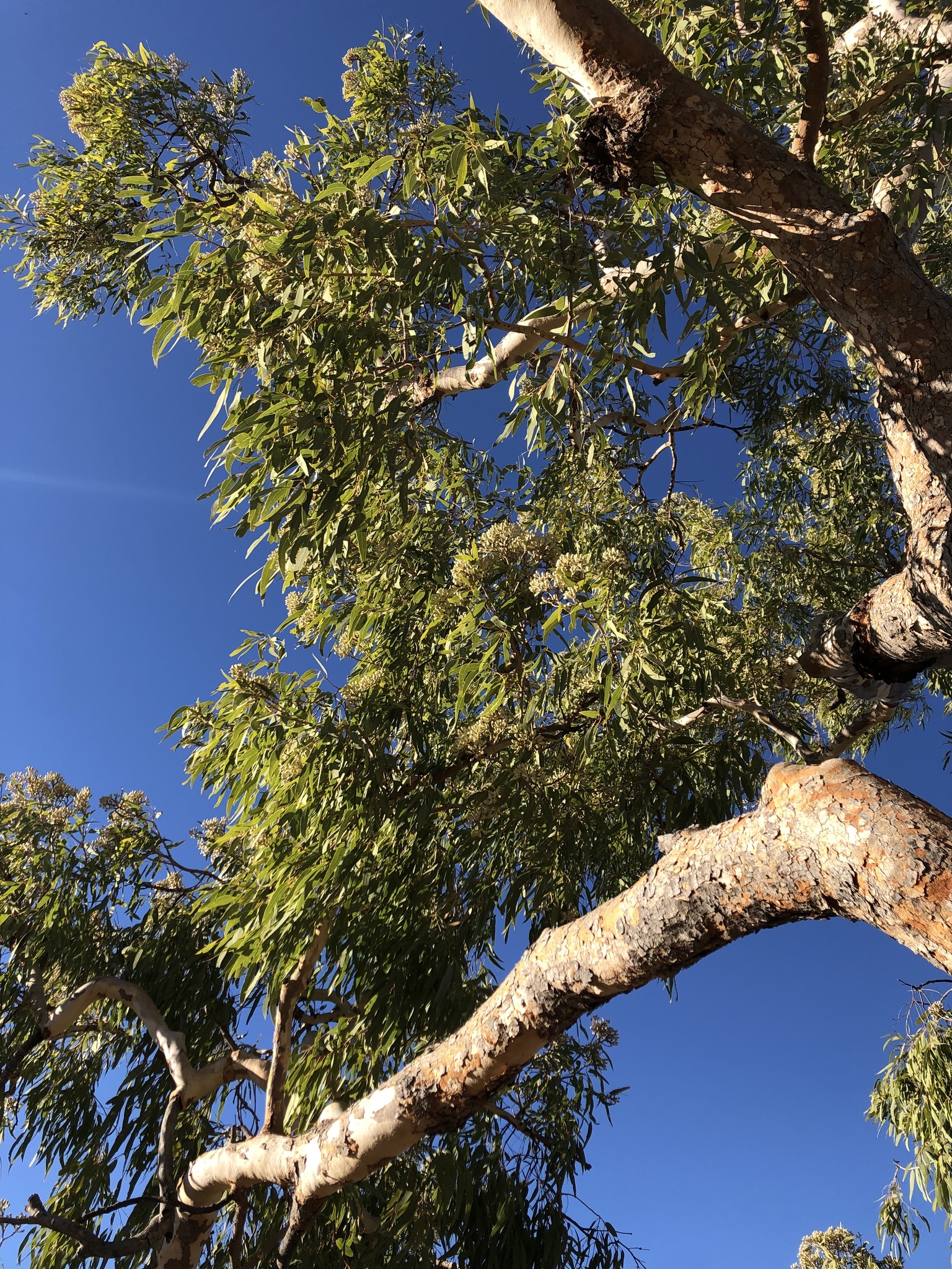 Corymbia terminalis (F.Muell.) K.D.Hill & L.A.S.Johnson