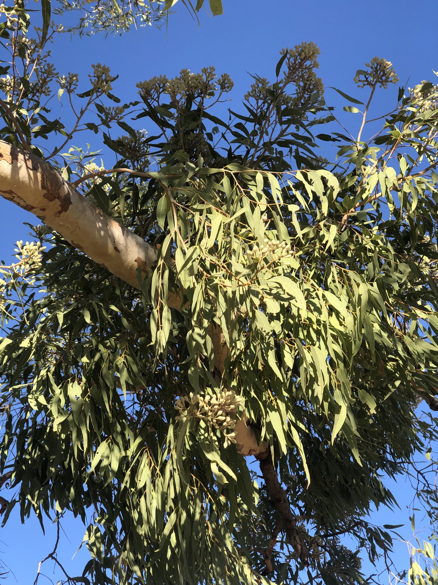 Corymbia terminalis (F.Muell.) K.D.Hill & L.A.S.Johnson