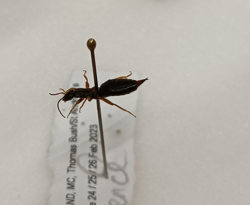 European Earwig from Lincoln, New Zealand on May 29, 2023 at 10:32 PM ...