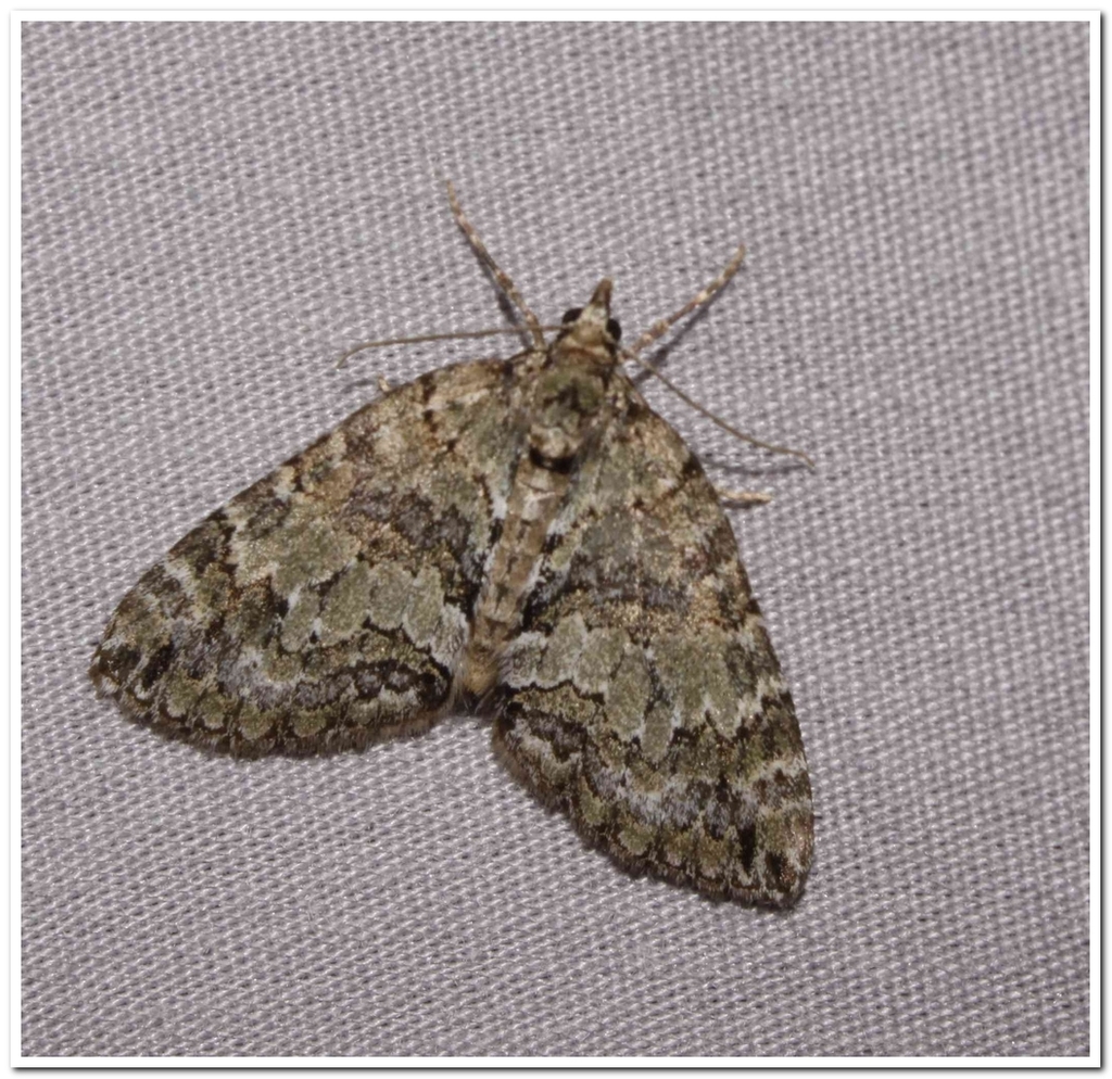 Hydriomena from 478 rue Beach, Metis Beach on July 11, 2016 at 09:41 PM ...