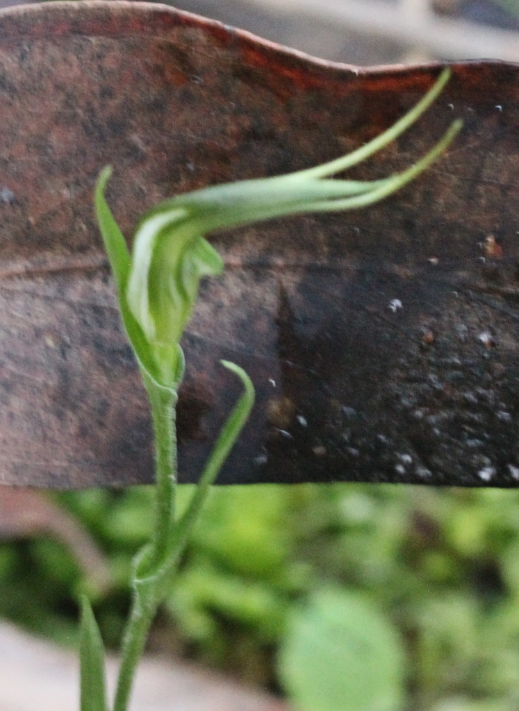 cobra greenhood from The Gurdies VIC 3984, Australia on May 27, 2023 at ...