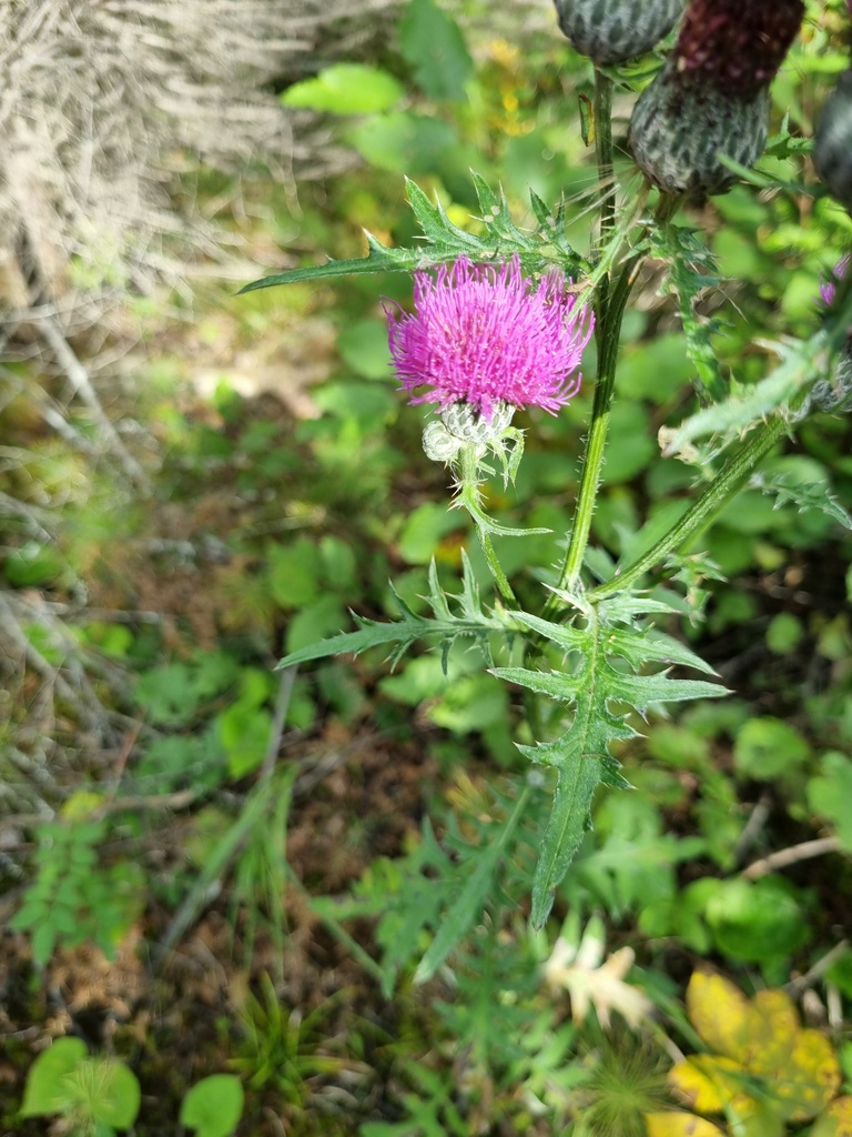 swamp thistle from Ontario, Canada on September 11, 2022 at 03:22 PM by slacksquadron · iNaturalist