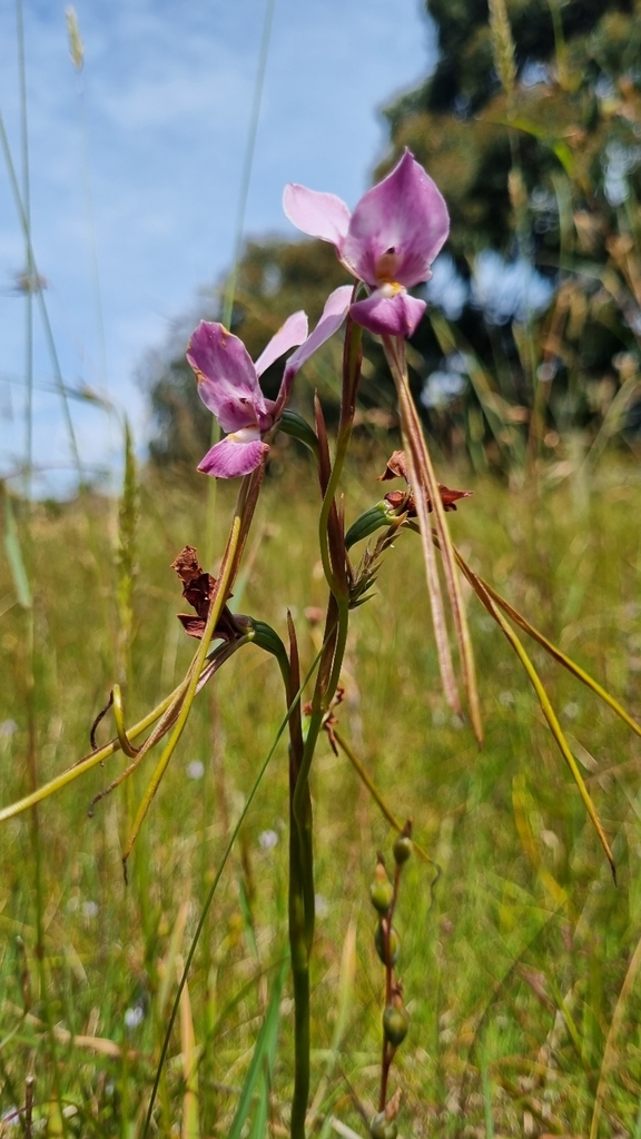 purple donkey orchid in November 2022 by Rachel Devlin · iNaturalist