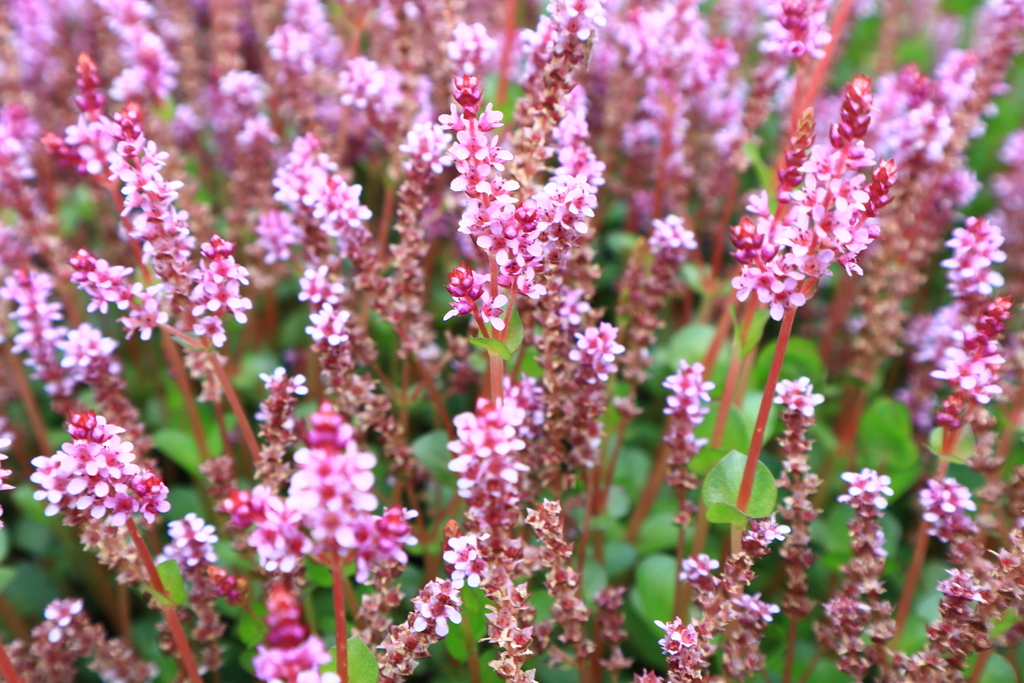 roundleaf toothcup from 中国浙江省杭州市西湖区 on May 12, 2023 at 08:39 AM by ...