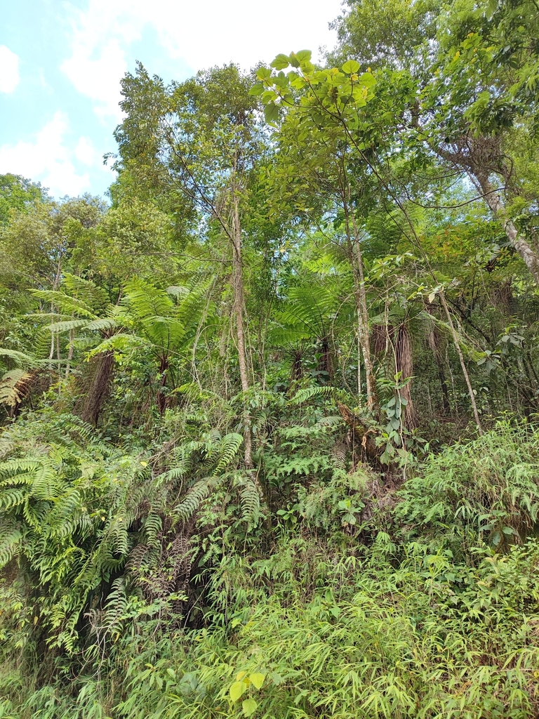 Spiny Tree Fern from Honghe Hani and Yi, CN-YN, CN on May 29, 2023 at ...