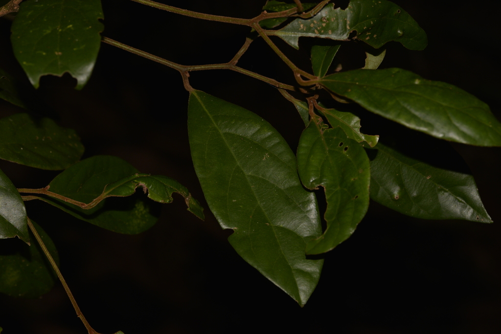 Endiandra pubens from Tamborine Mountain QLD 4272, Australia on May 26 ...