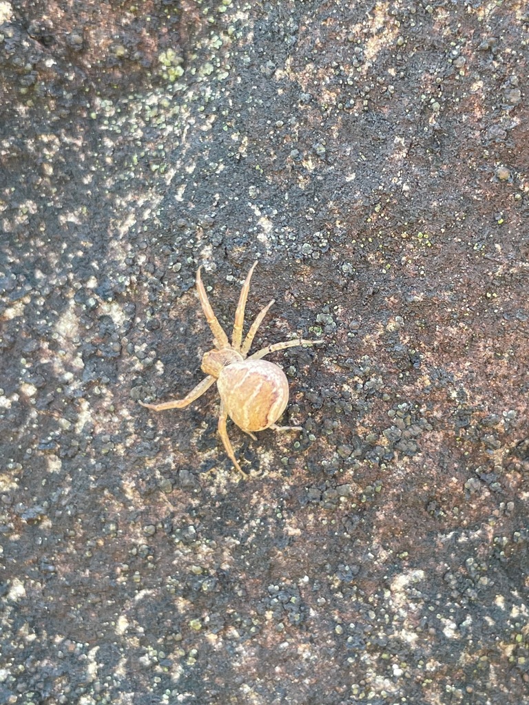 Crab Spiders from 日本、〒891-3101 鹿児島県西之表市西之表 on May 23, 2023 at 09:27 AM ...
