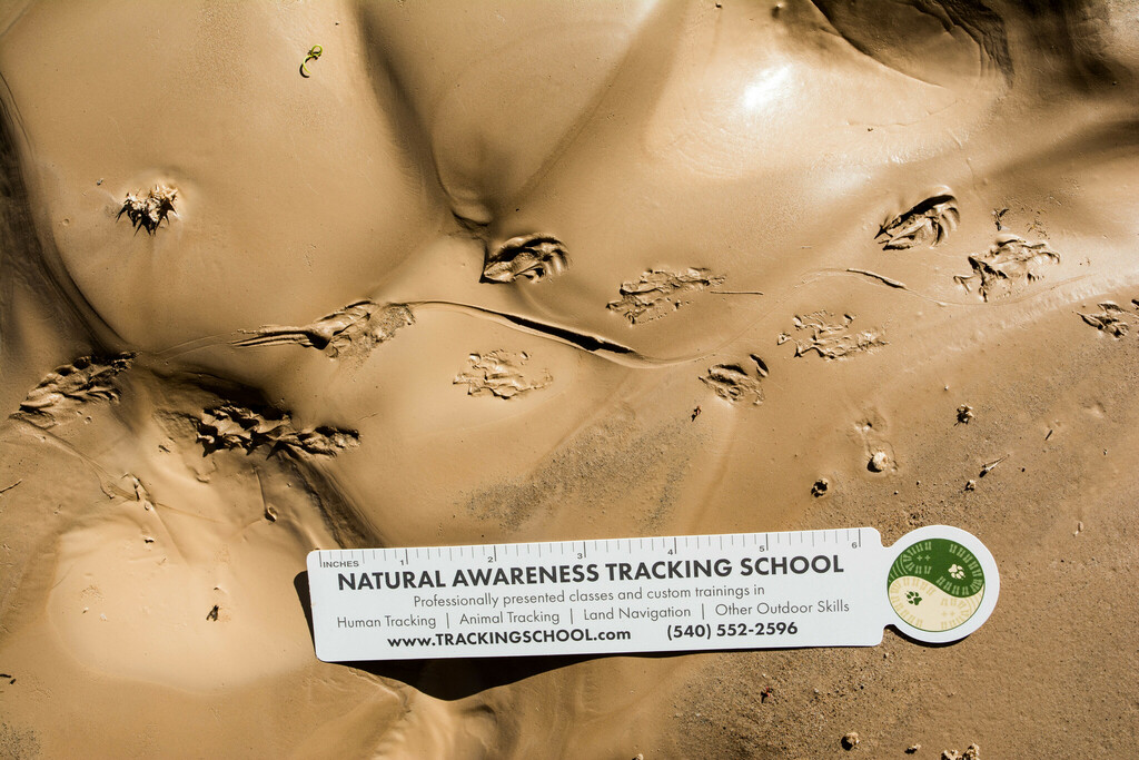 Botta's Pocket Gopher from Tijuana River Valley, San Diego, CA, USA on ...