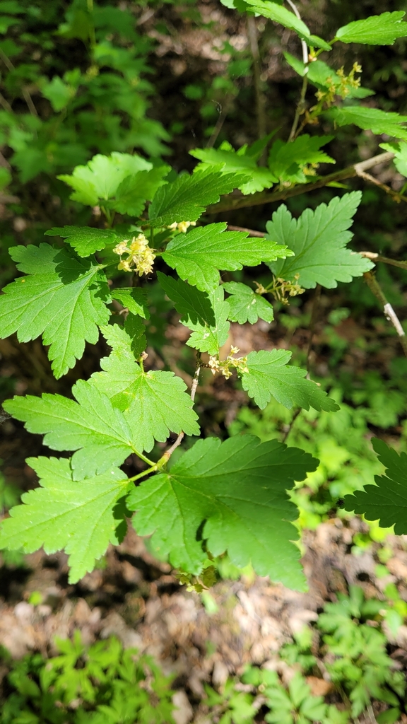Mountain Currant from 00970 Helsinki, Suomi on May 29, 2023 at 03:04 PM ...