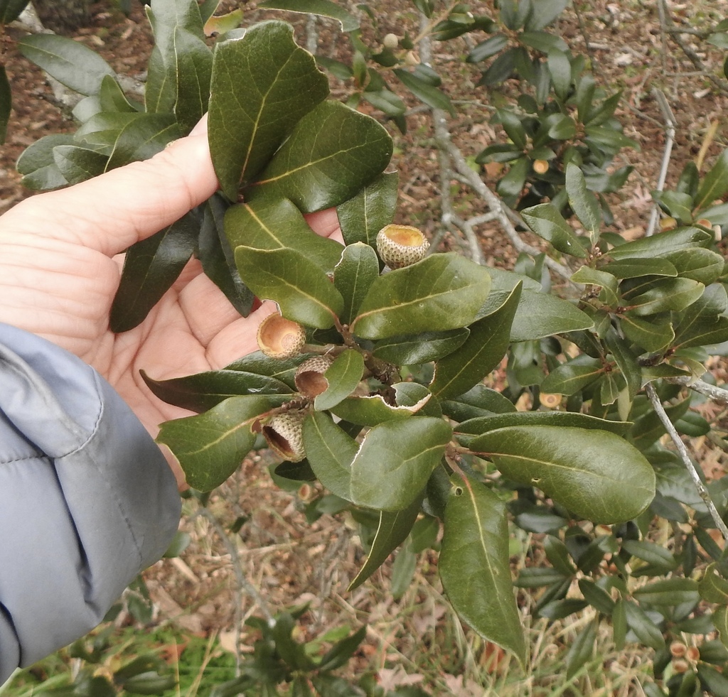 southern live oak in November 2018 by Sharon Forsyth. A planted and ...