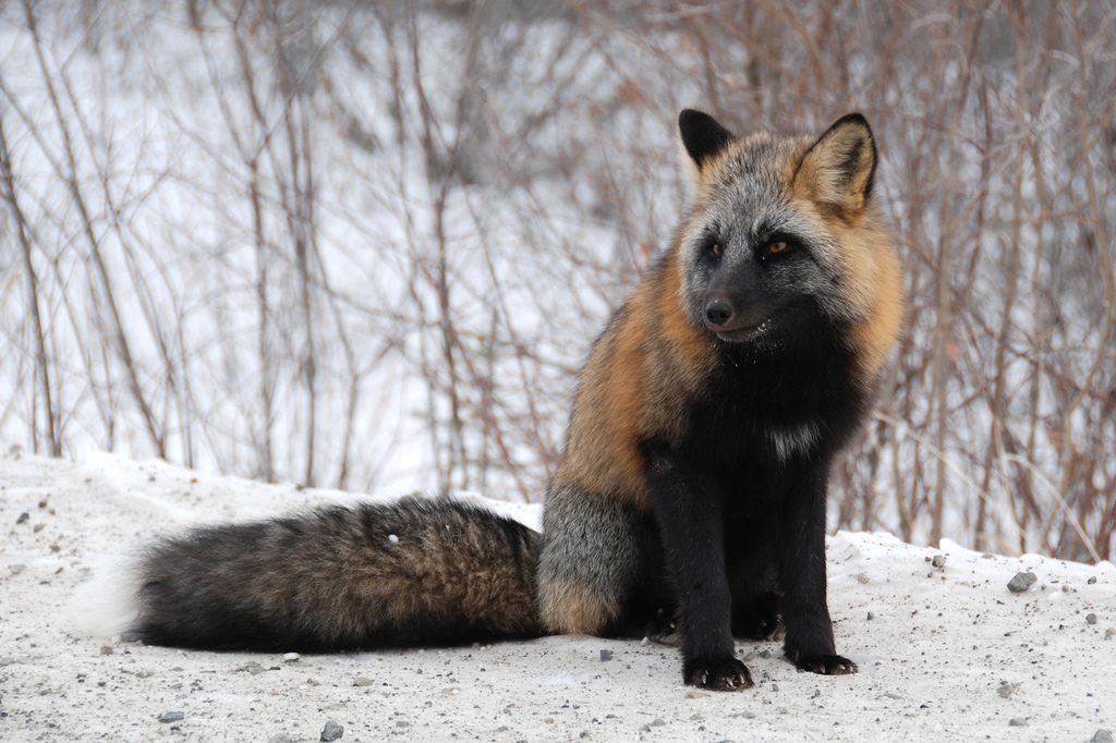 Red Fox (Susquehanna County PA in April) · iNaturalist