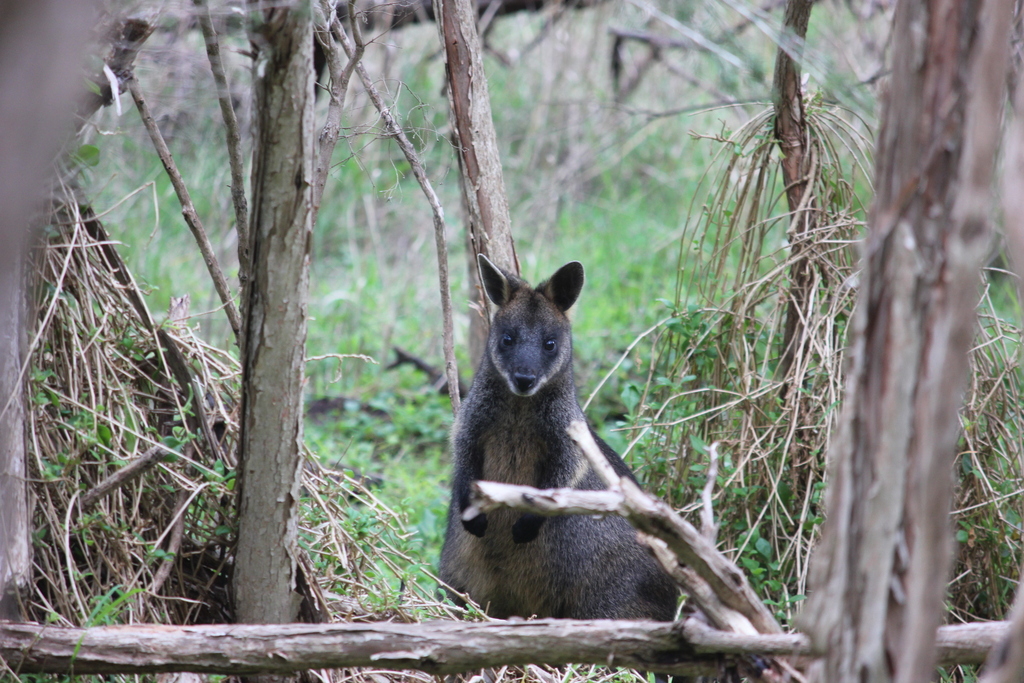 Swamp Wallaby from Mount Martha VIC 3934, Australia on May 27, 2023 at ...