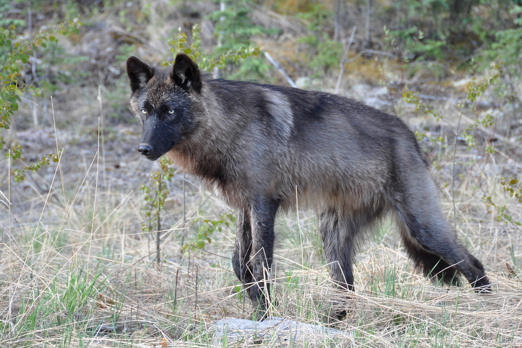 Lobo gris (Especies y subespecies (Global)) · iNaturalist