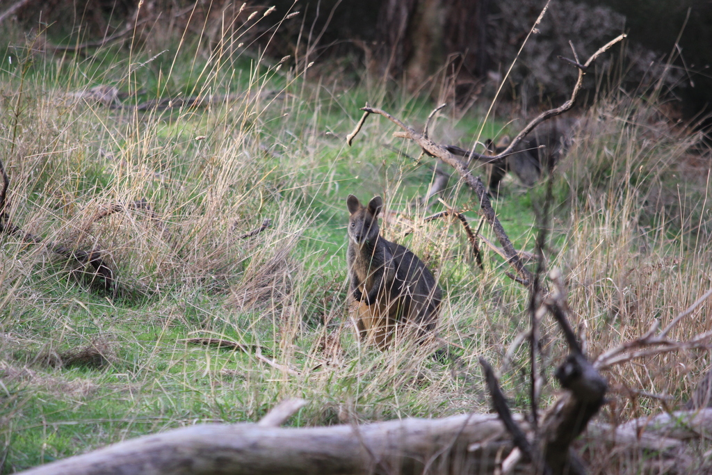 Swamp Wallaby from Mount Martha VIC 3934, Australia on May 27, 2023 at ...