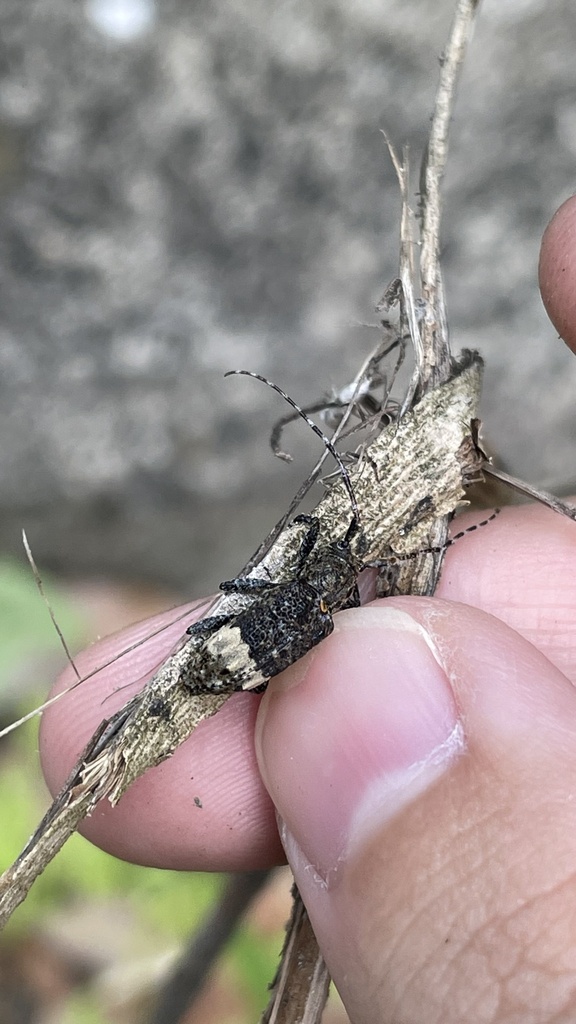 Pterolophia zonata in May 2023 by eggseries · iNaturalist