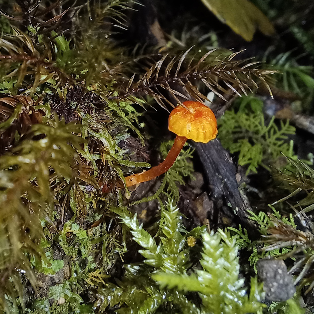 Orange Moss Agaric from Blackheath NSW 2785, Australia on May 29, 2023 at 09:12 PM by Adrian ...