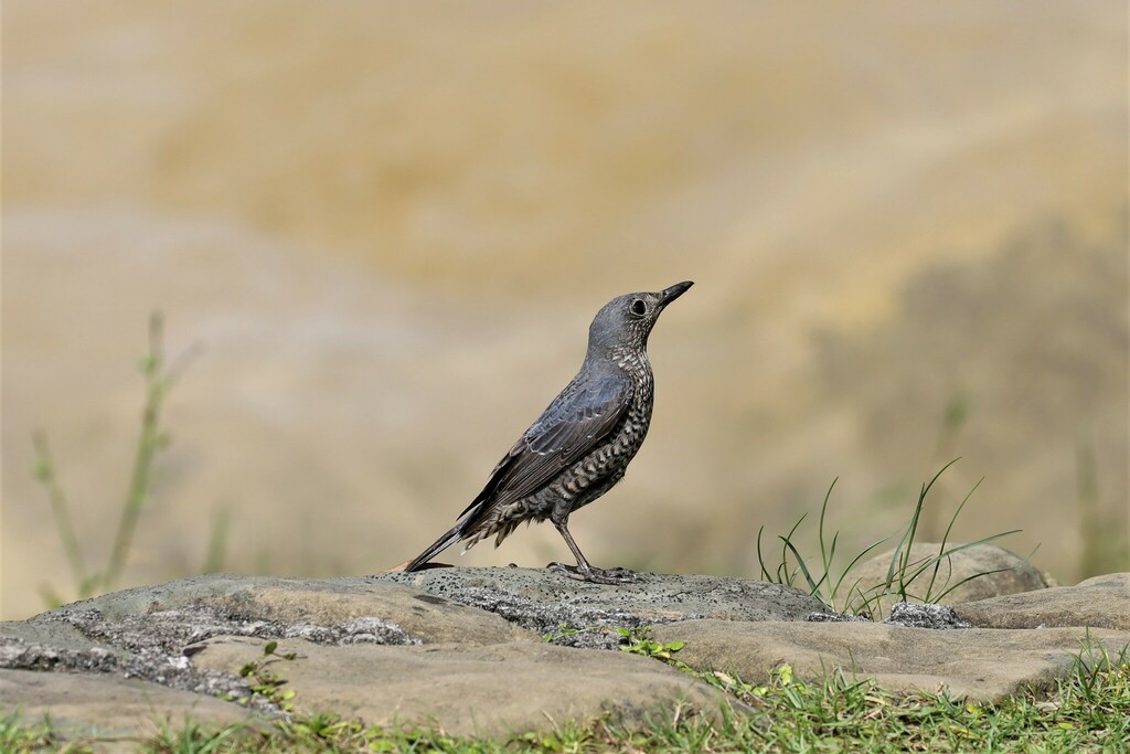 Blue Rock-Thrush from 224台灣新北市瑞芳區 on May 29, 2023 at 03:15 PM by 何秋 ...
