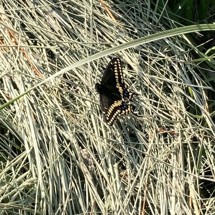 Black Swallowtail from Mooresville Dr, North Middlesex, ON, CA on May ...
