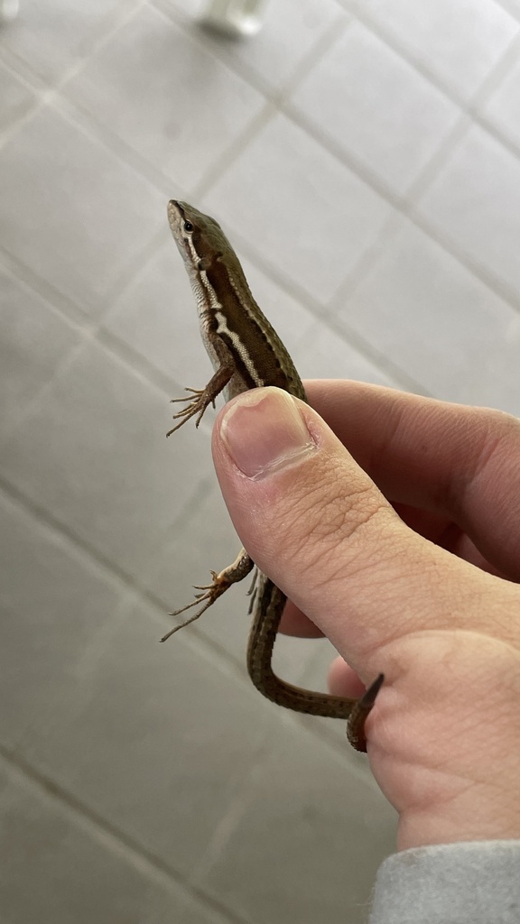 Japanese Grass Lizard in May 2023 by eggseries · iNaturalist