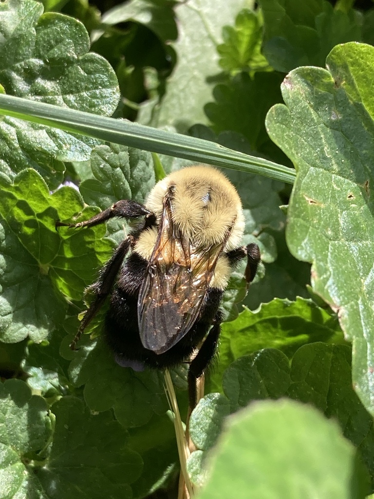 Common Eastern Bumble Bee from Zinn Chapel Rd, Reedsville, WV, US on ...