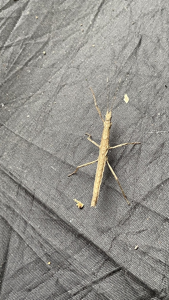 Neohirasea japonica in May 2023 by eggseries · iNaturalist