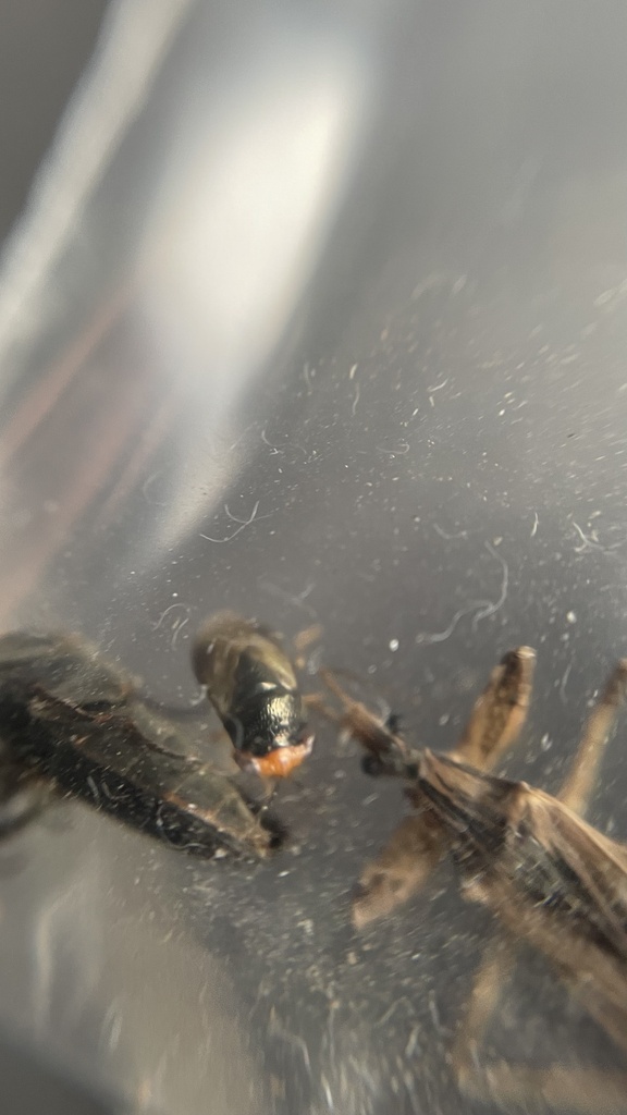 Geocoris varius in May 2023 by eggseries · iNaturalist