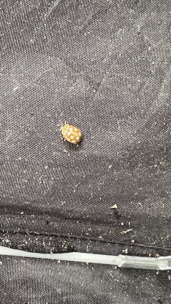 Calvia muiri in May 2023 by tofuinsect · iNaturalist