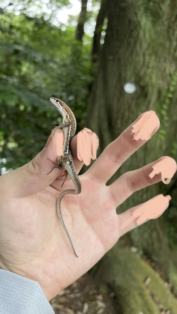 Japanese Grass Lizard in May 2023 by eggseries · iNaturalist