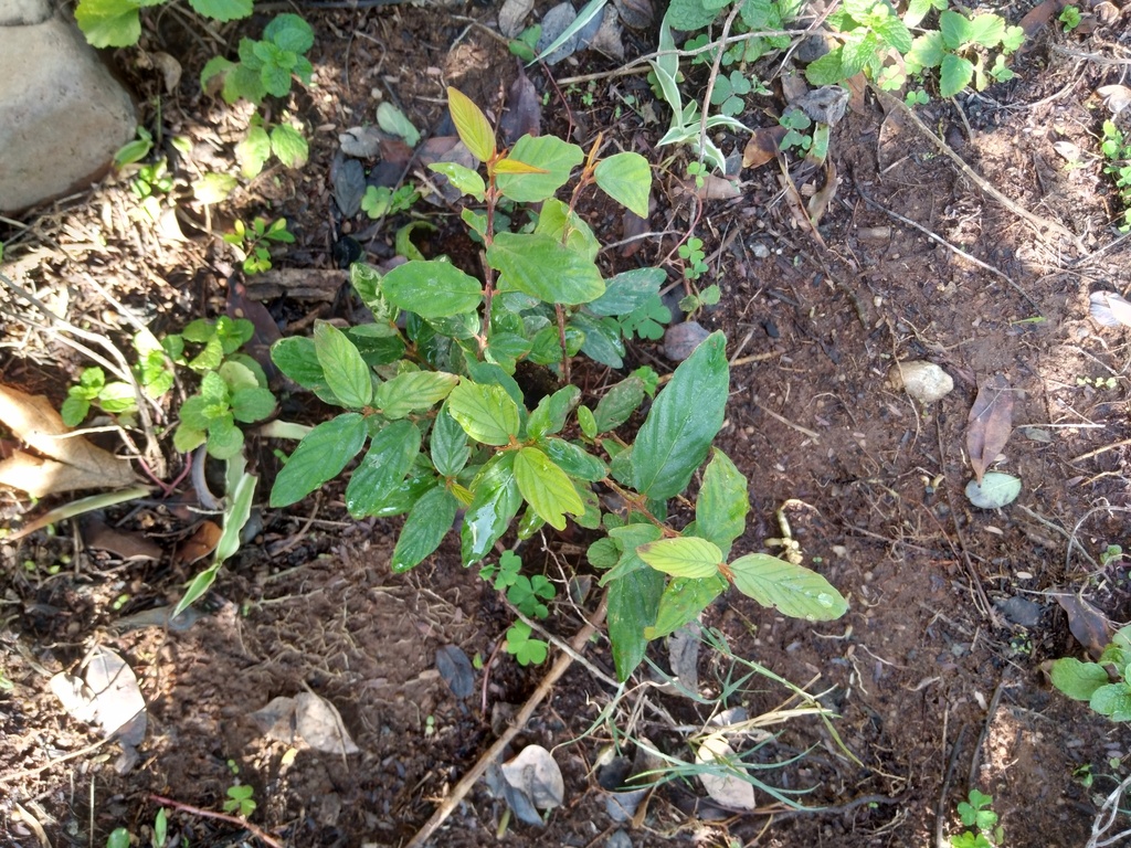 Red Ivory from Sekhukhune District Municipality, South Africa on April ...